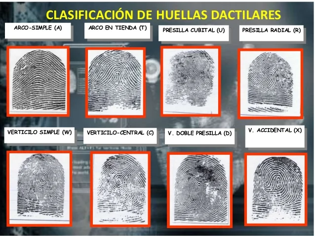 LAS CARACTERÍSTICAS DE LAS HUELLAS DACTILARES | Abogado Penalista Costa ...